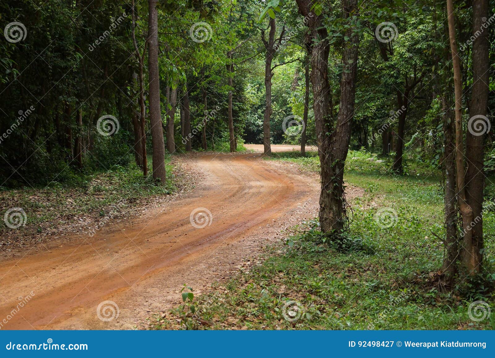 Dirt road through a forest stock image. Image of grass - 92498427