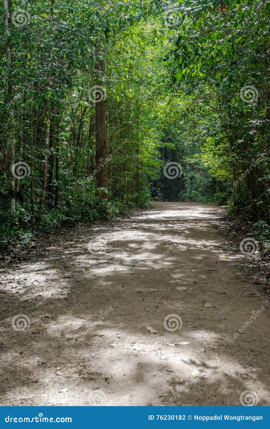 Dirt Road in the Forest with Shadow and Light Stock Photo - Image of ...
