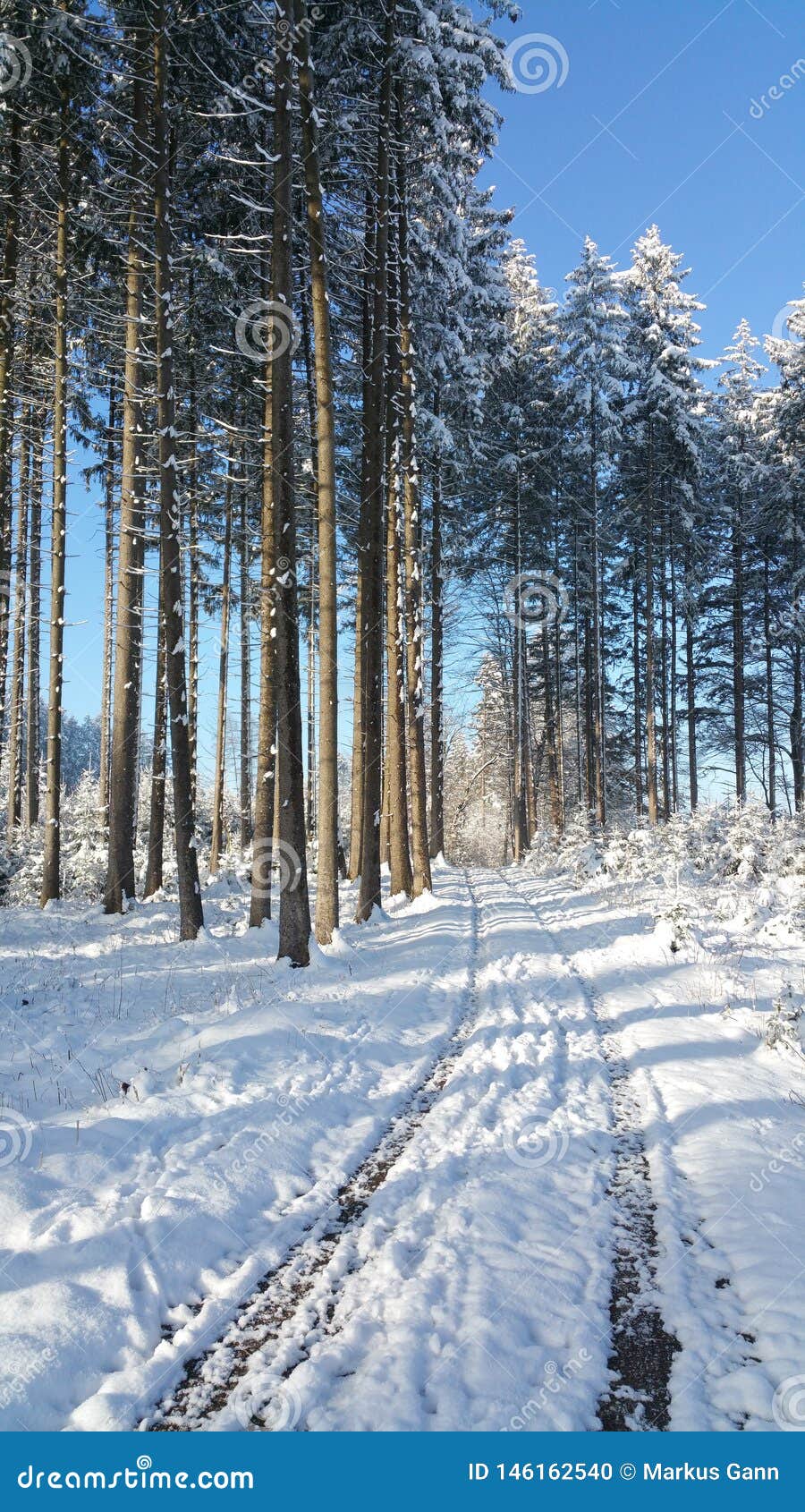 Dirt Road in the Forest in Winter Stock Photo - Image of space, typical ...