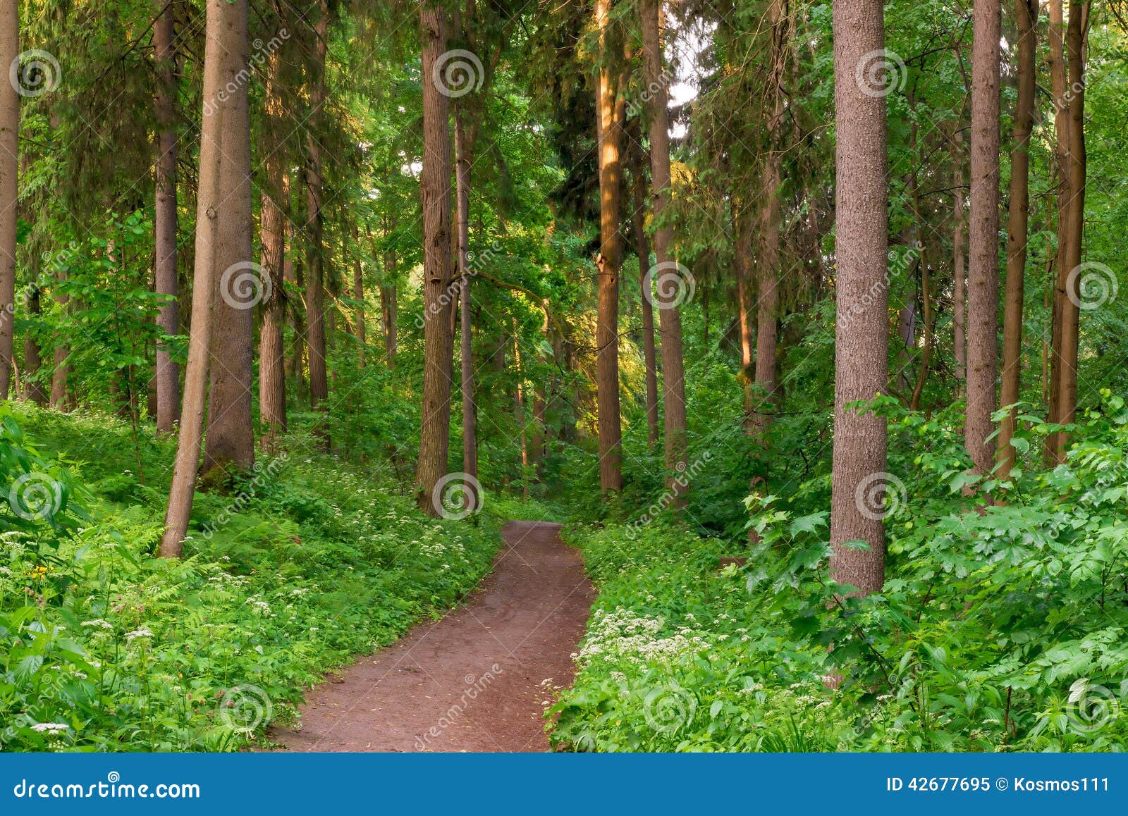 Dirt Road Goes Deep into the Forest Stock Image - Image of spring ...