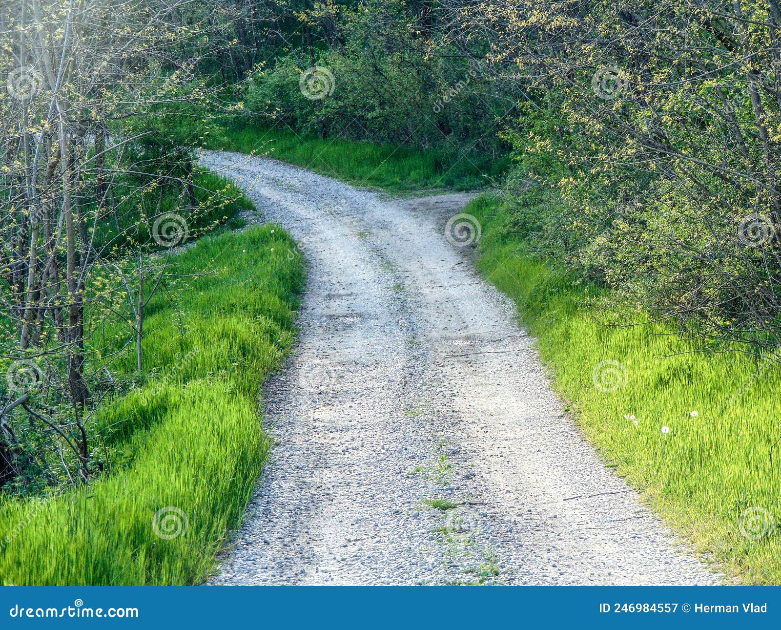Dirt Road and Grass on Its Edge in the Spring - Maramures Stock Image ...