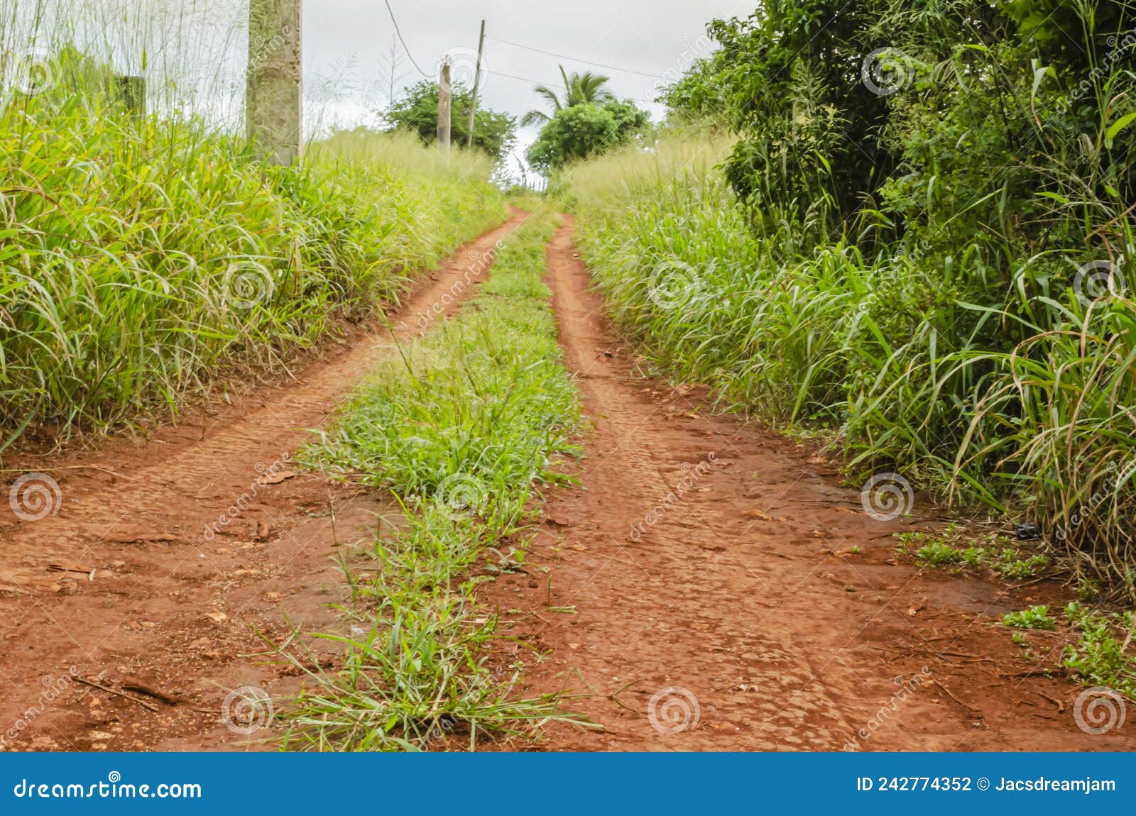 Dirt Road through Grass Land Stock Photo - Image of trees, grassland ...