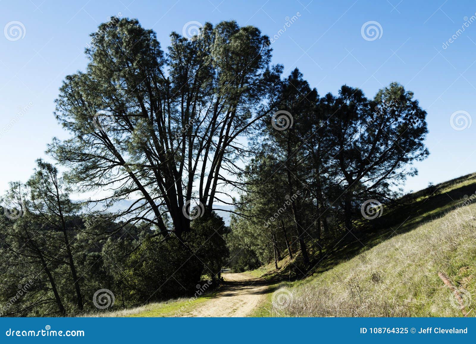 Dirt Road Running between Trees Along Slope Stock Image - Image of ...