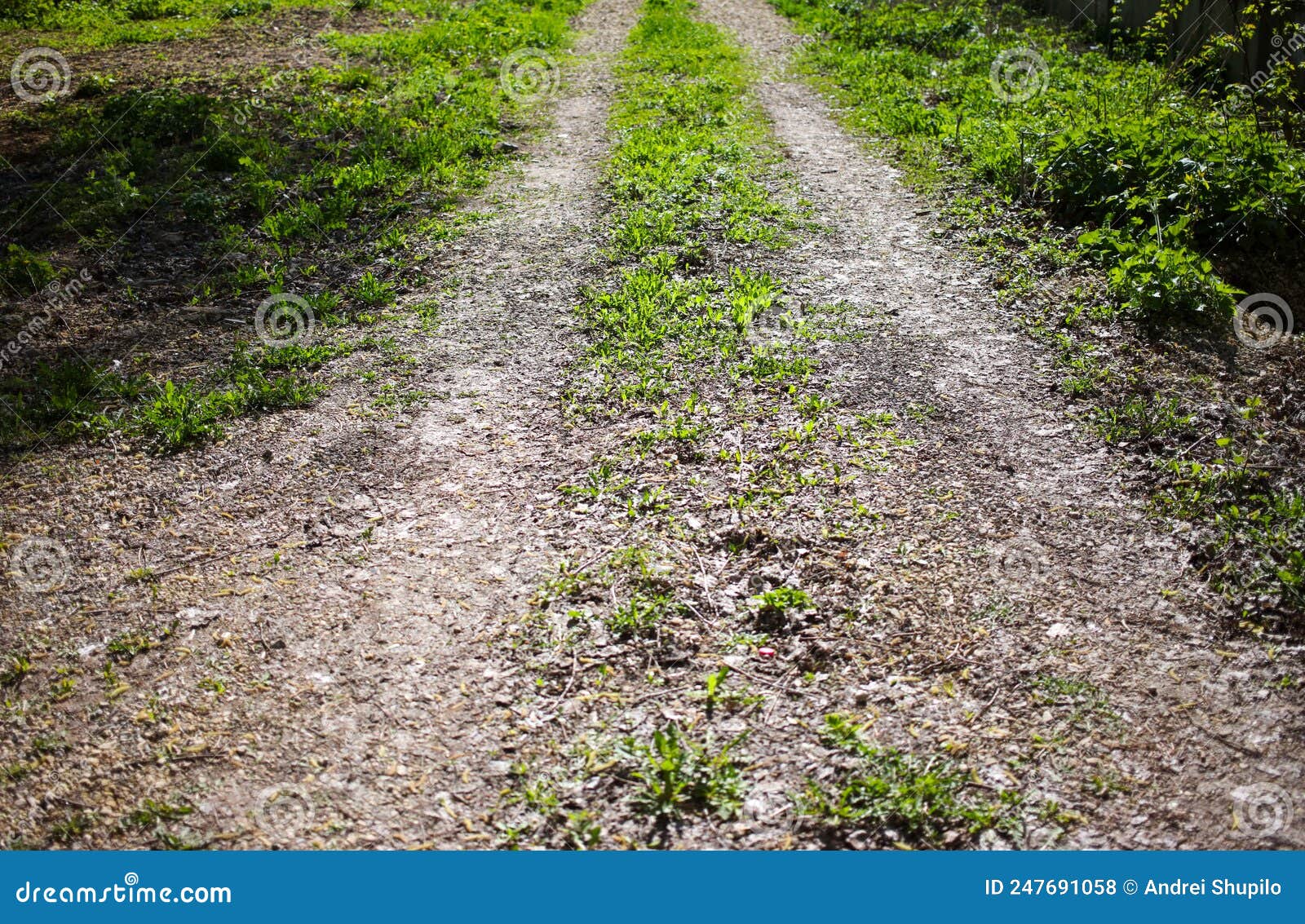 Dirt road in green grass. stock photo. Image of trail - 247691058