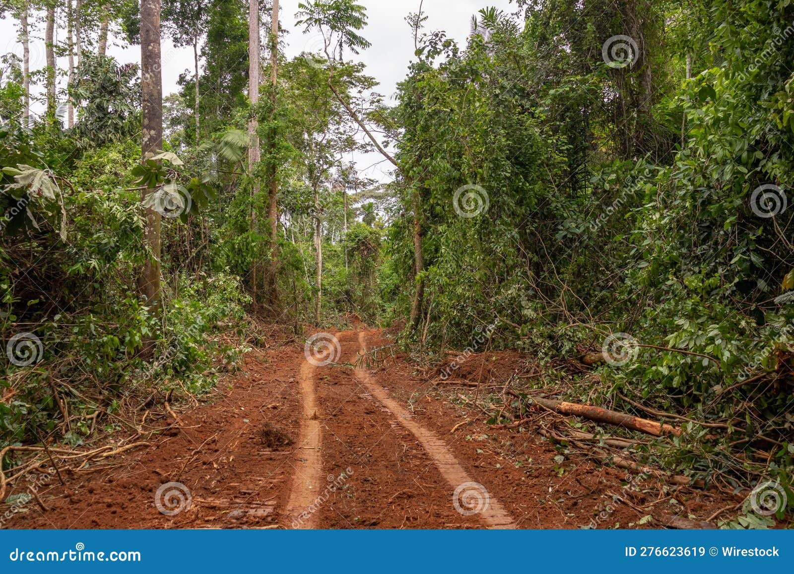 Dirt road inside a forest stock image. Image of brazilian - 276623619