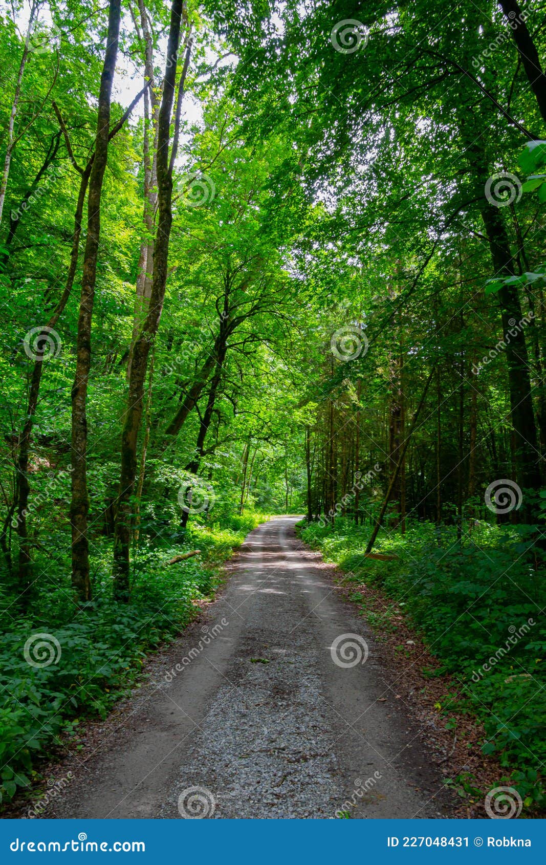 Dirt Road Leading through the Forest Stock Image - Image of scenic ...