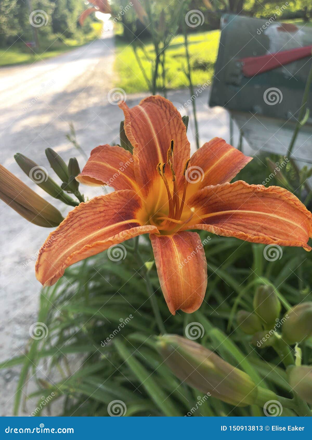 Wild lily stock image. Image of nature, road, dirt, flowers - 150913813