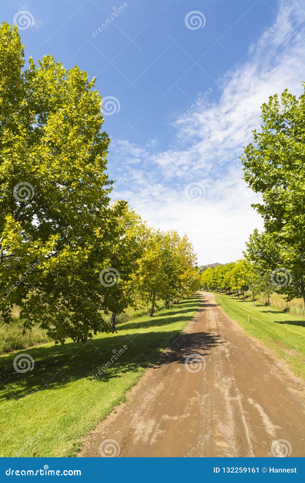 Dirt road lined with trees stock image. Image of road - 132259161