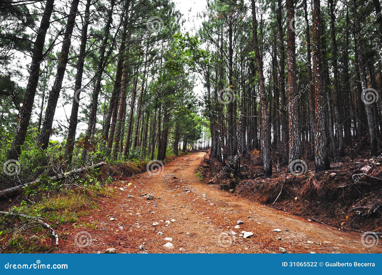 Dirt Road stock photo. Image of outdoor, shining, grass - 31065522