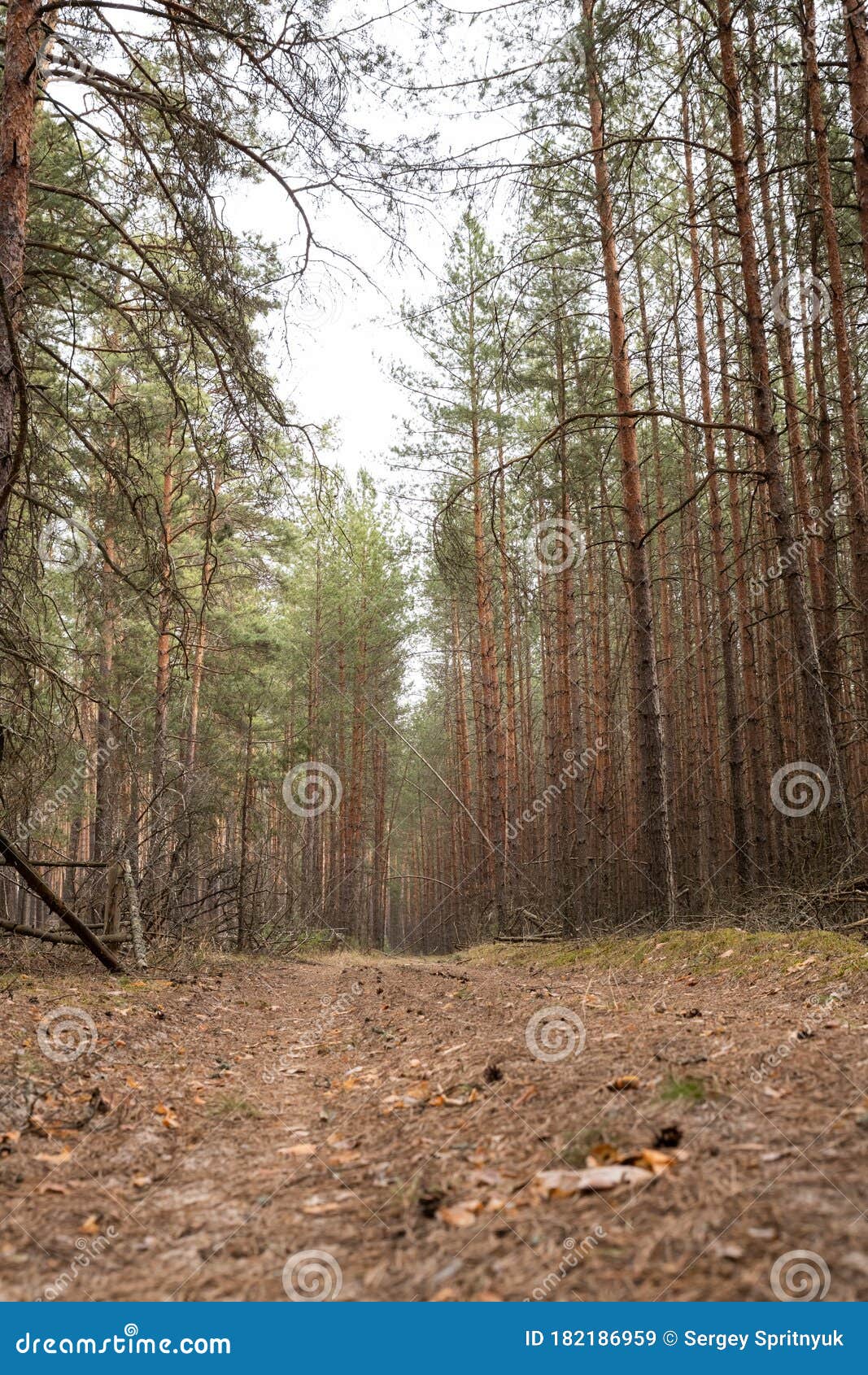 Dirt Road in the Middle of an Old Pine Forest Stock Image - Image of ...