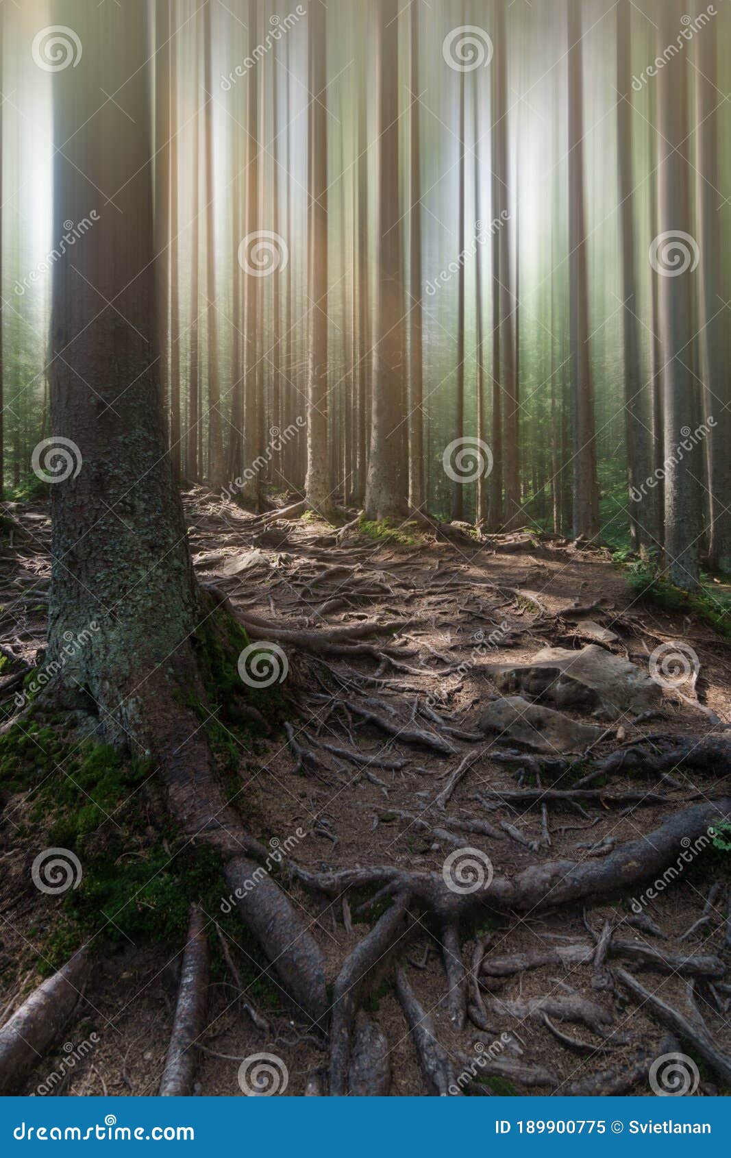 Dirt Road in the Mysterious Deep Forest Stock Image - Image of mystical ...