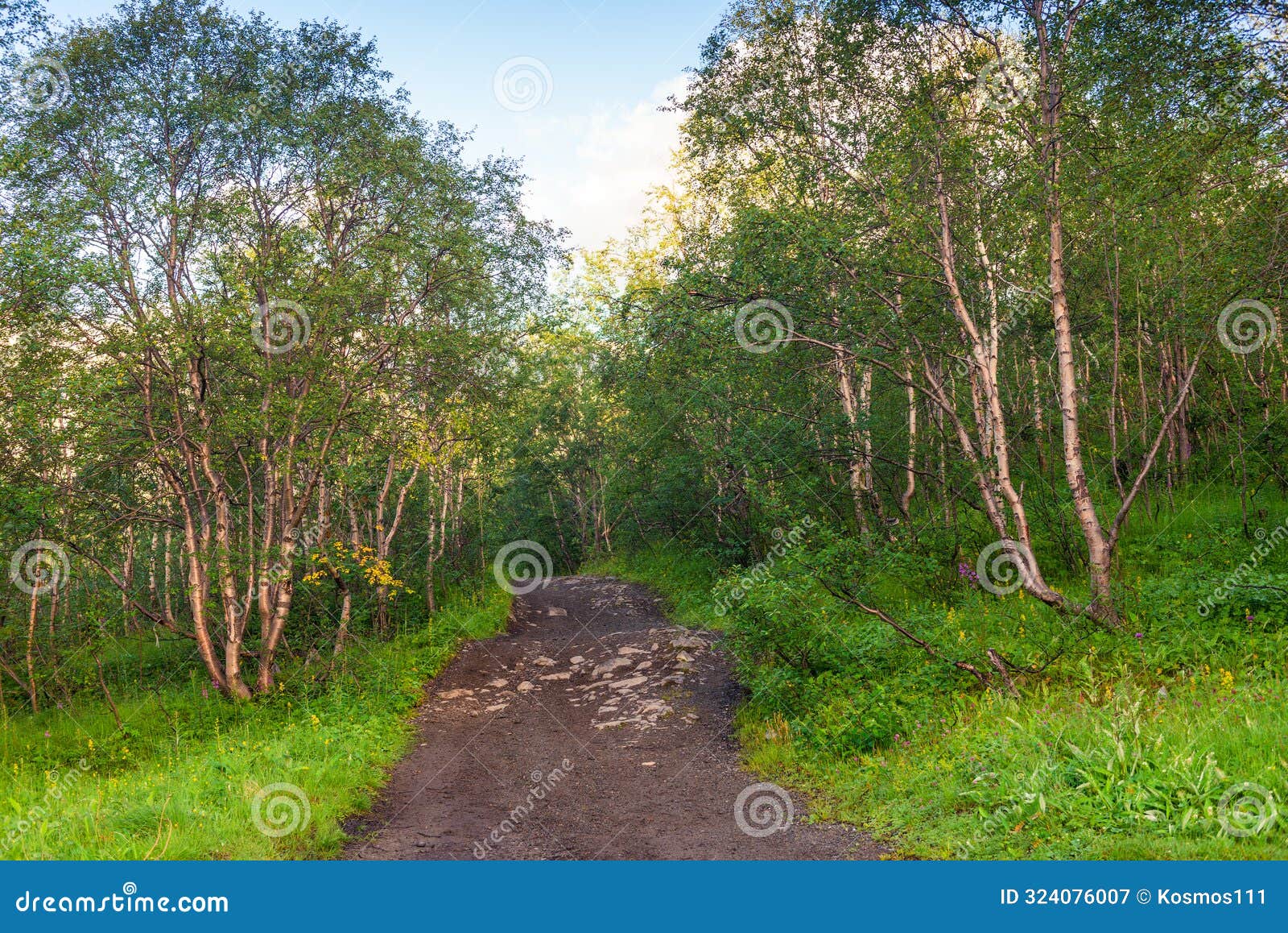 Dirt Road in Northern Stunted Deciduous Forest. Stock Image - Image of ...