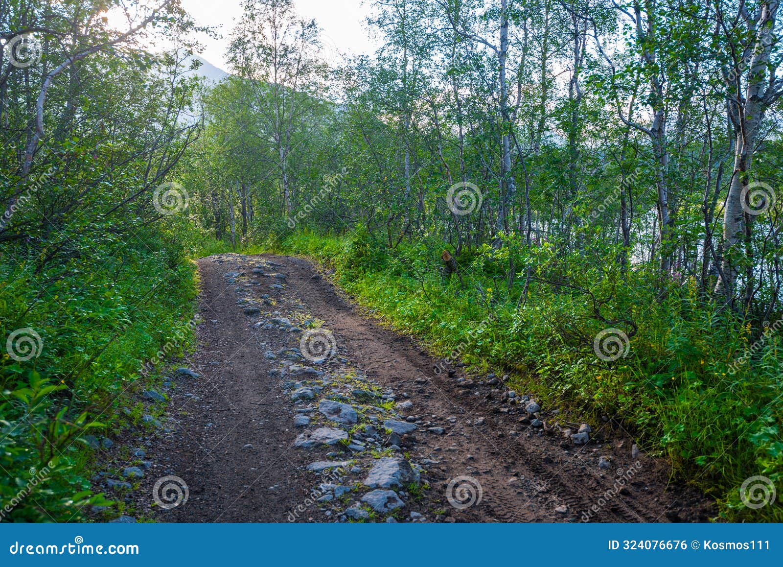 Dirt Road in Northern Stunted Deciduous Forest. Stock Photo - Image of ...