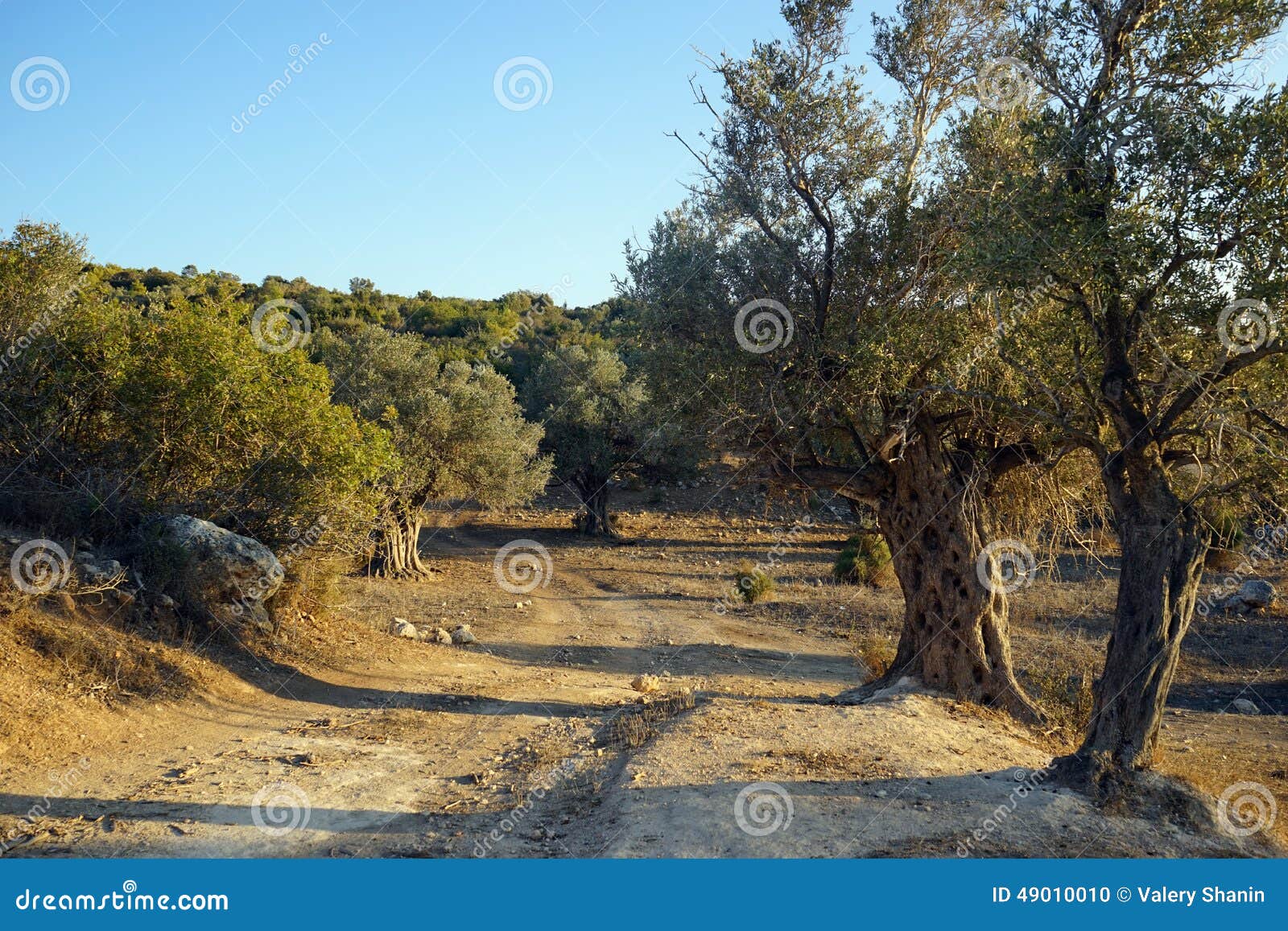 Dirt road stock photo. Image of rock, olive, tree, road - 49010010