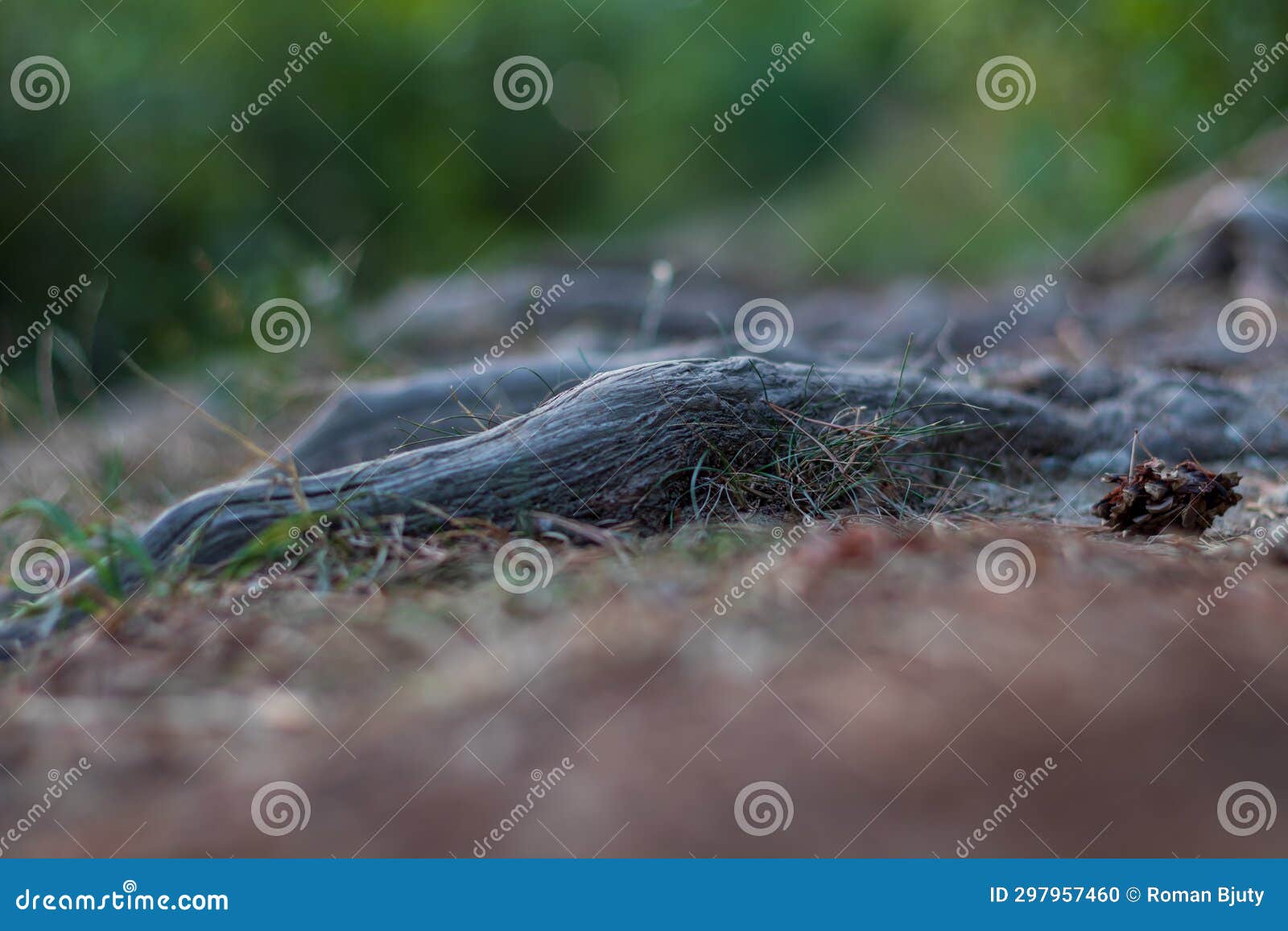 A Dirt Road Overgrown with Tree Roots Stock Photo - Image of root, tree ...