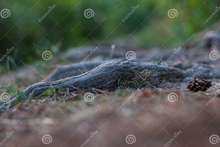 A Dirt Road Overgrown with Tree Roots Stock Photo - Image of root, tree ...