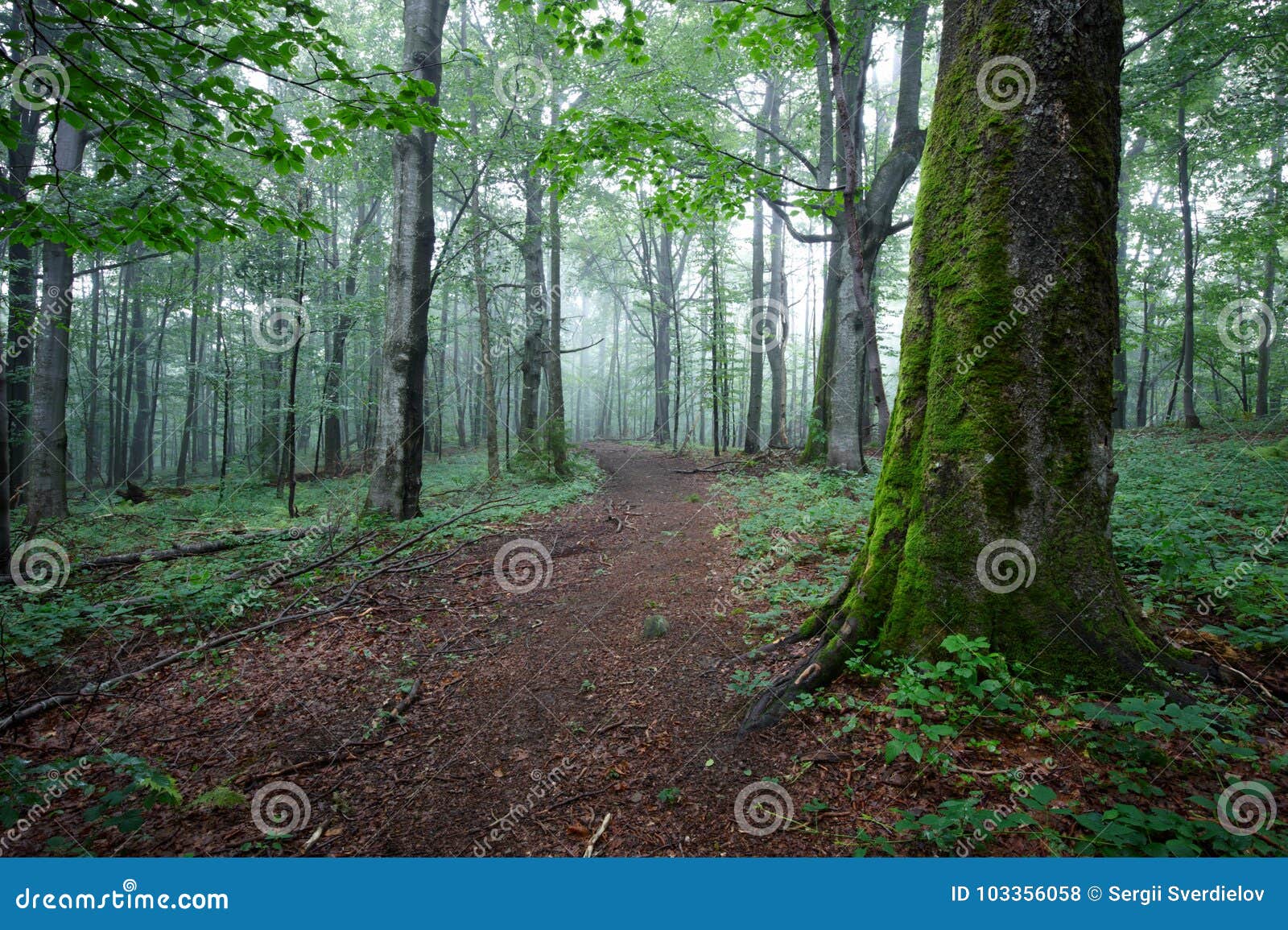 Dirt Road Path through the Forest Stock Photo - Image of national, lane ...
