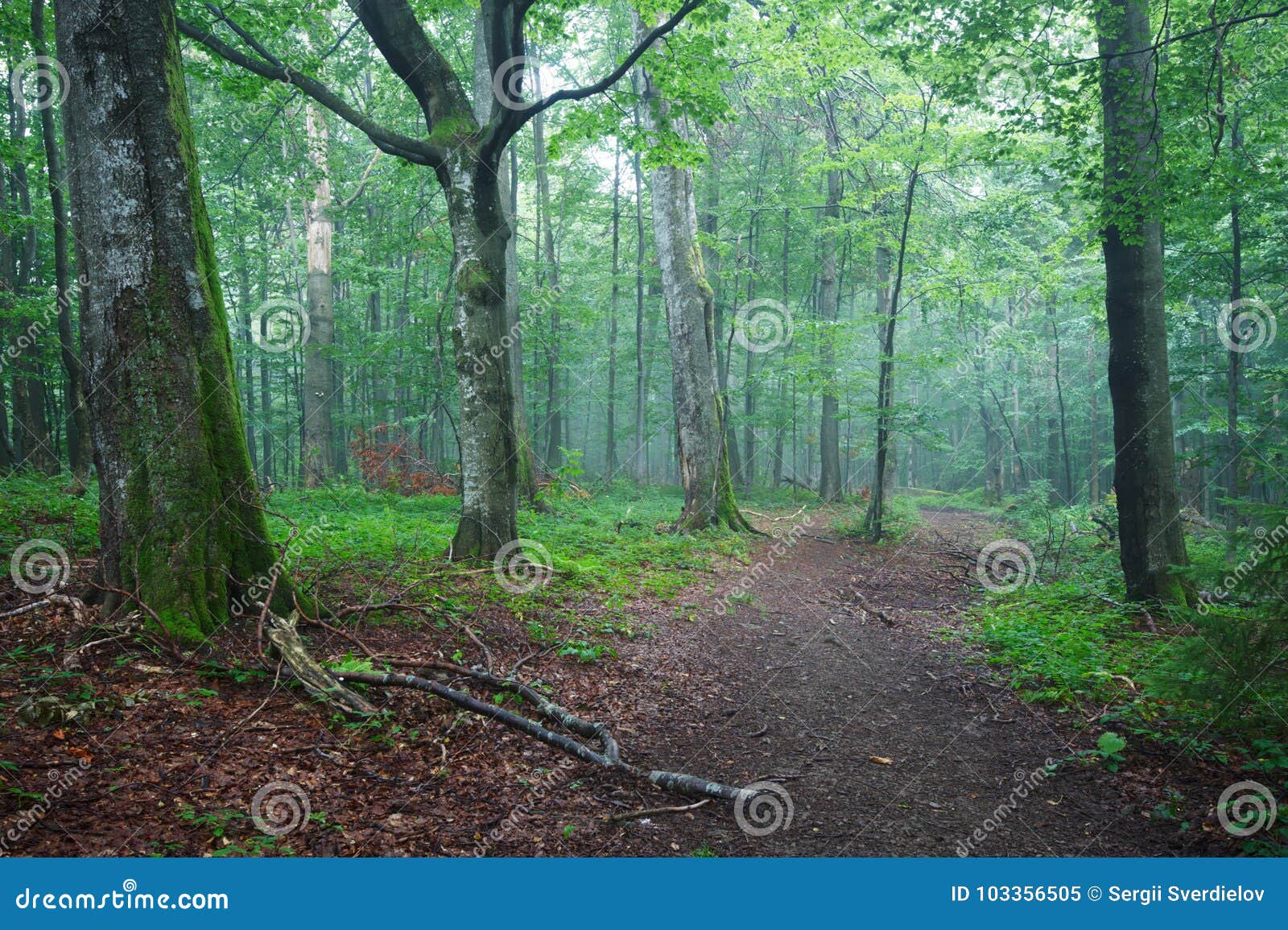 Dirt Road Path through the Forest Stock Image - Image of branch, scenic ...