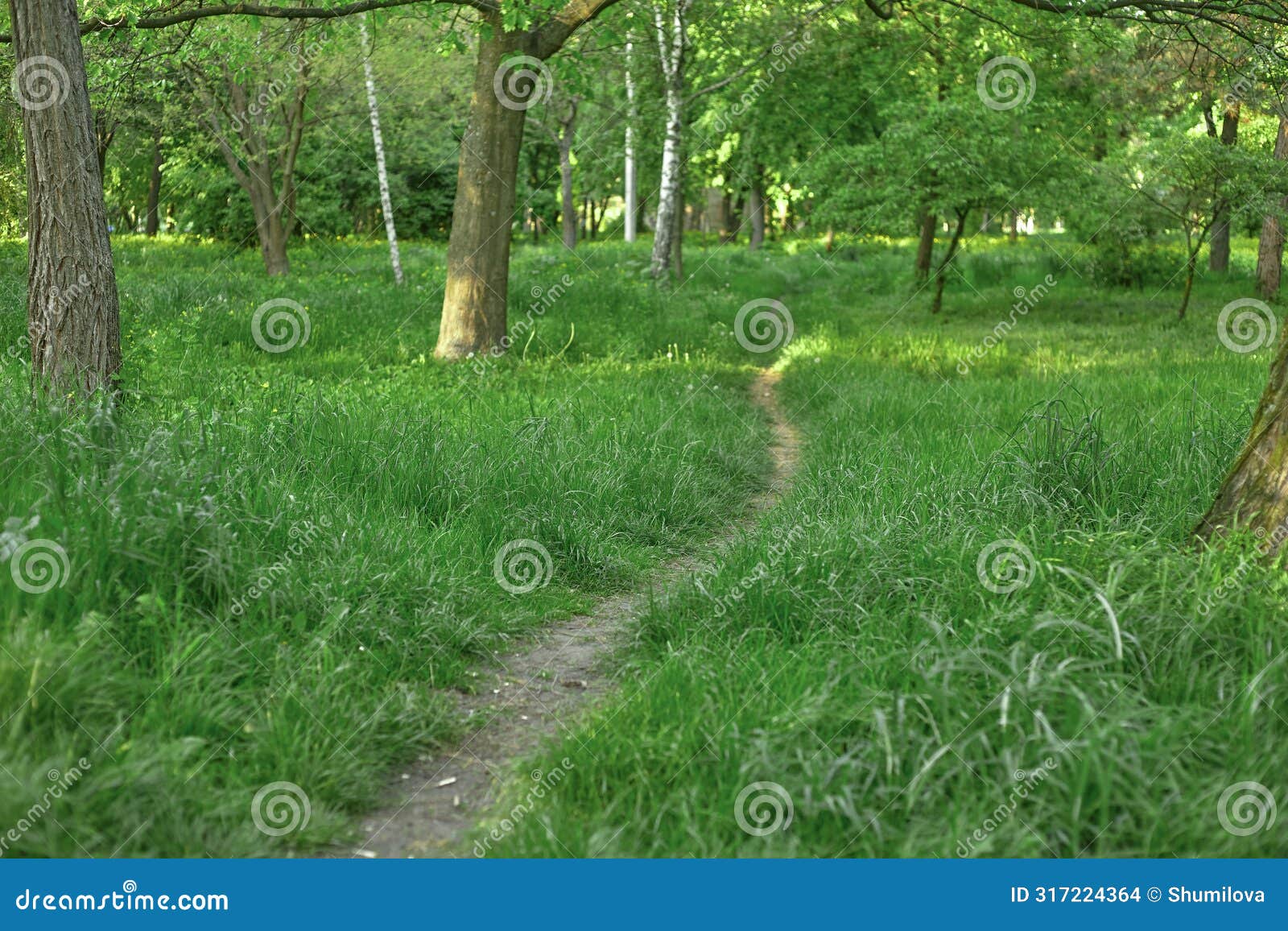 Dirt Road, Path through Green Forest Stock Photo - Image of landscape ...