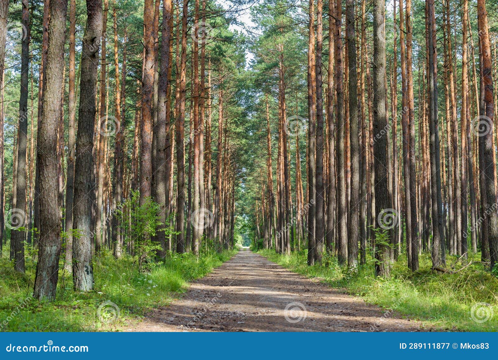 Dirt Road through Pine Forest Stock Image - Image of wood, path: 289111877