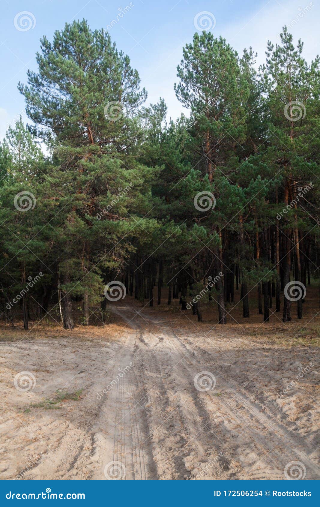 Dirt Road in the Pine Forest Stock Photo - Image of high, natural ...