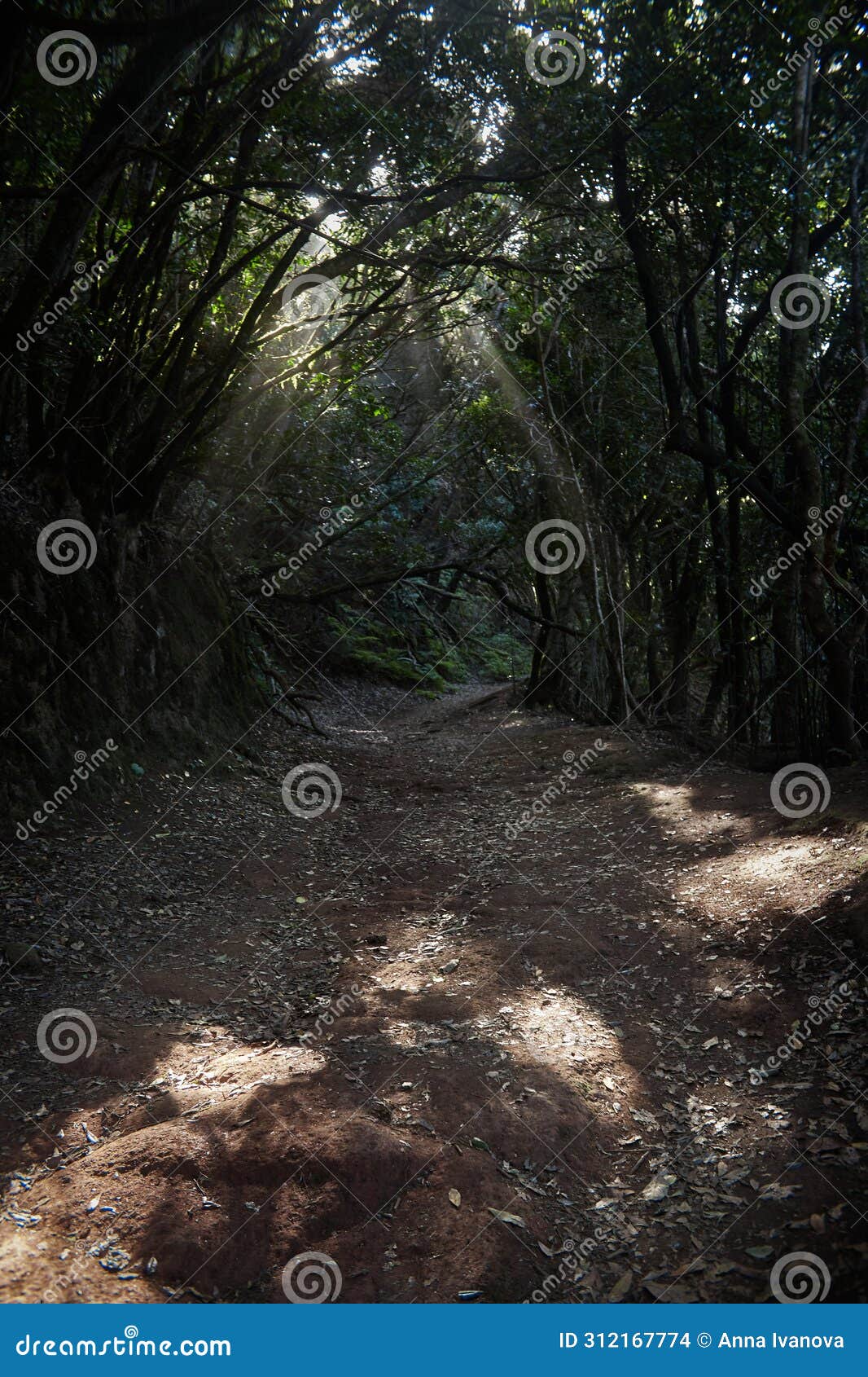 A Secluded Pathway In Saryuni Forest With Trees Lined Up At Both Sides ...