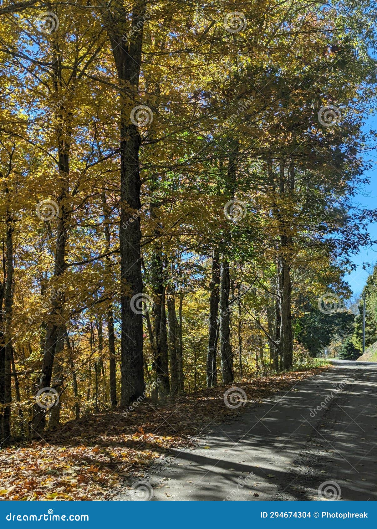 Dirt Road Running through Fall Foliage Stock Photo - Image of road ...