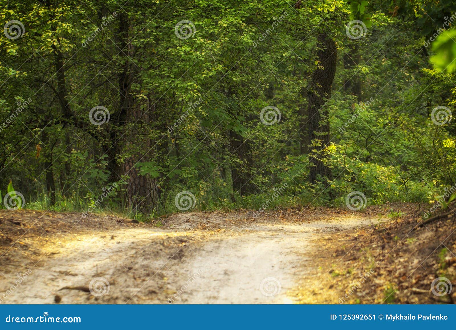 A Dirt Road in the Spring Deciduous Forest. Stock Image - Image of ...