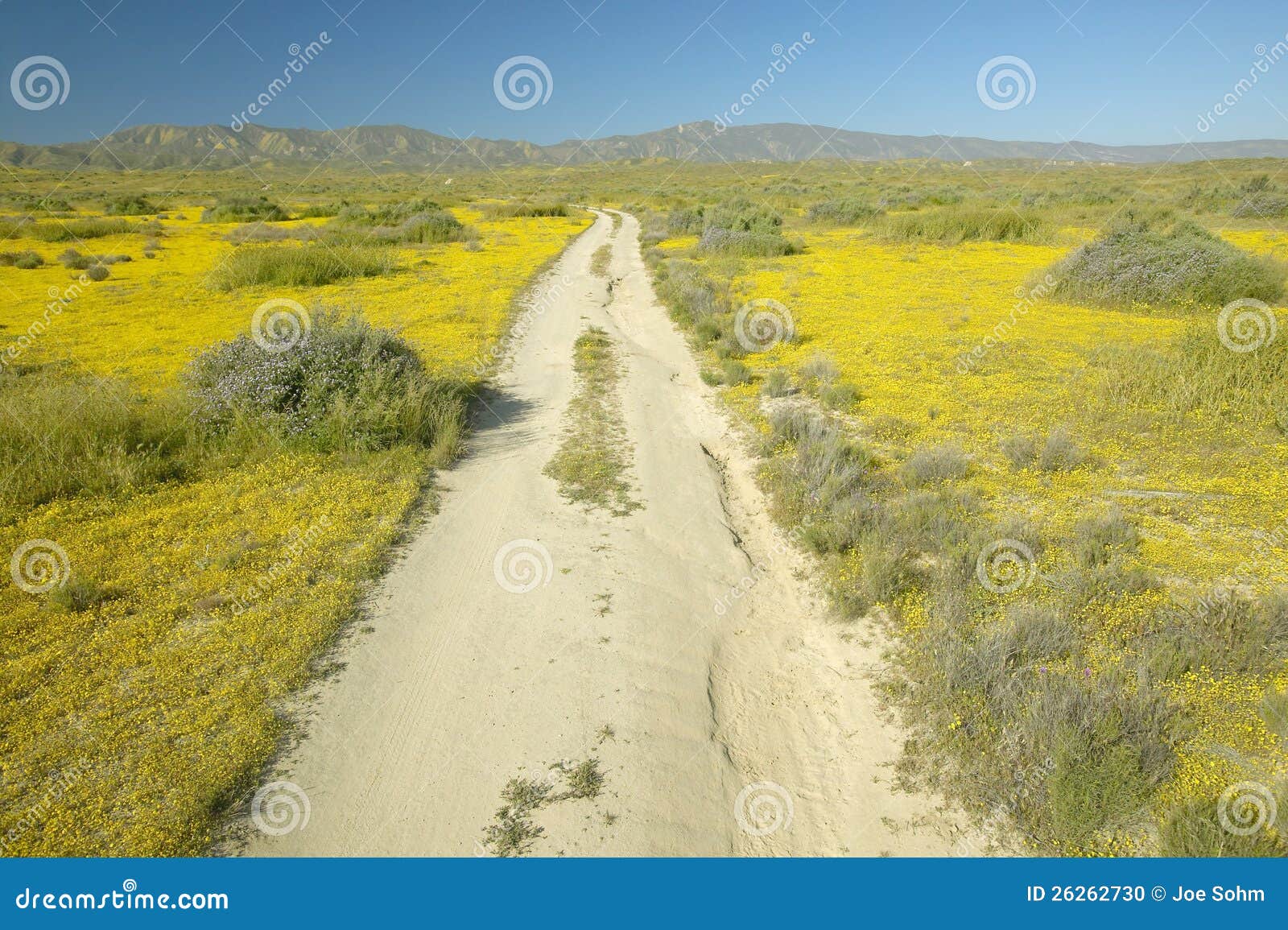 Dirt Road through the Spring Flowers Stock Photo - Image of outdoors ...