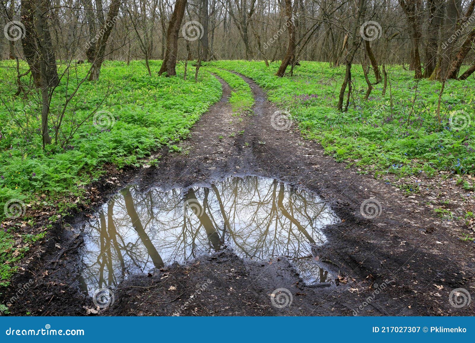 Dirt road in spring forest stock image. Image of scene - 217027307