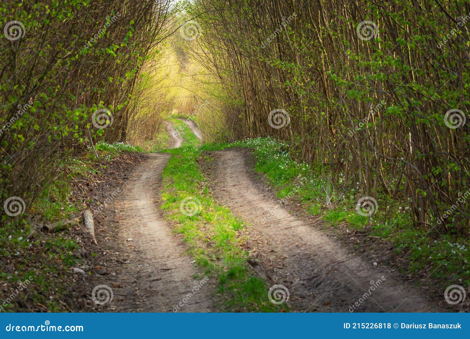 Dirt Road through Spring Forest and Sunlight Stock Photo - Image of ...