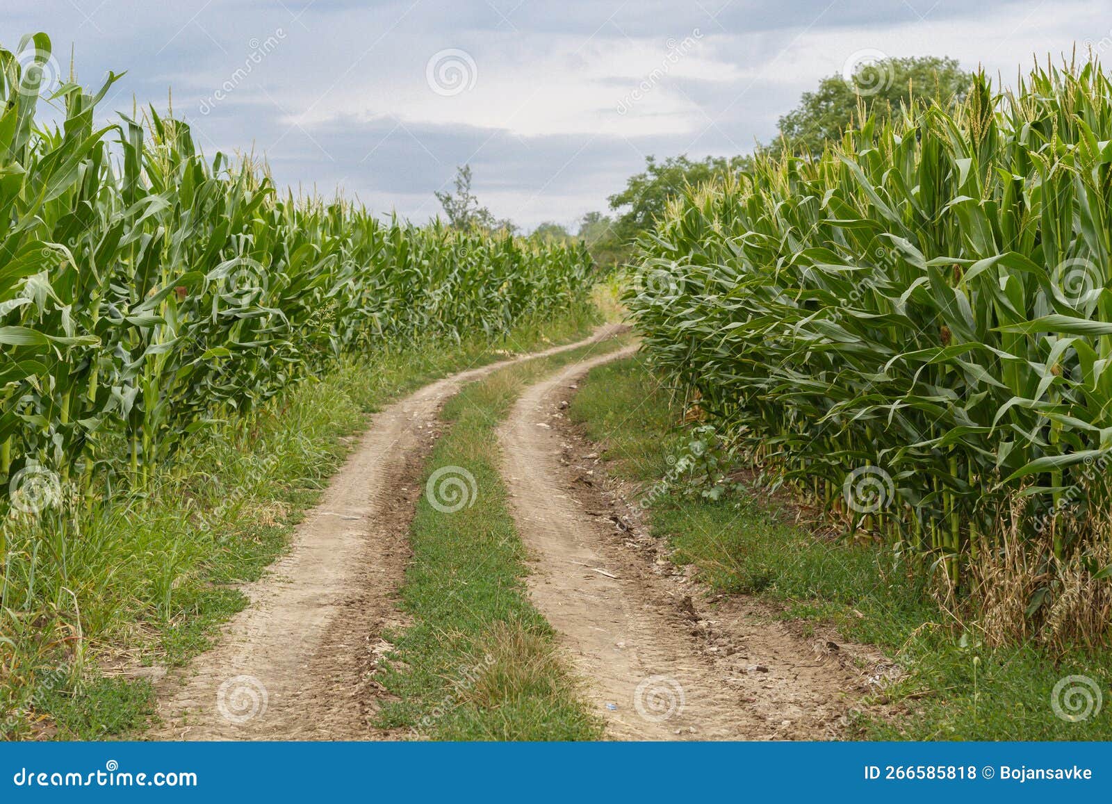 Dirt Road Surrounded with Corn Fields Stock Photo - Image of nature ...