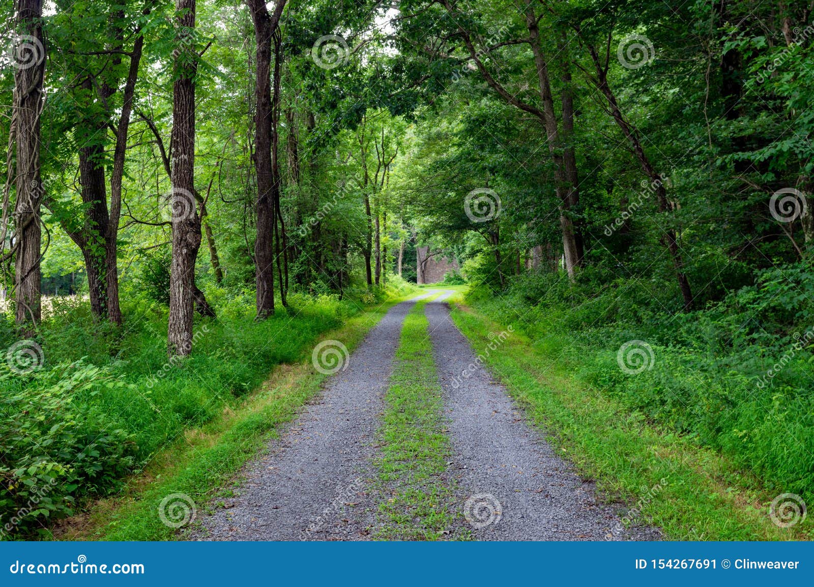 Dirt Road Tracks in the Forest Stock Image - Image of beauty, landscape ...