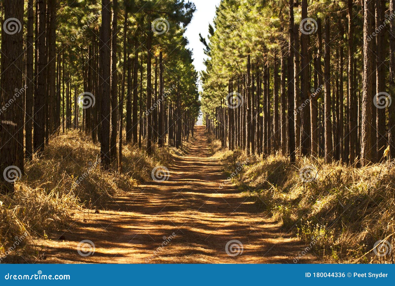 Dirt Road with Tree Shadows Stock Photo - Image of wilderness, trunk ...