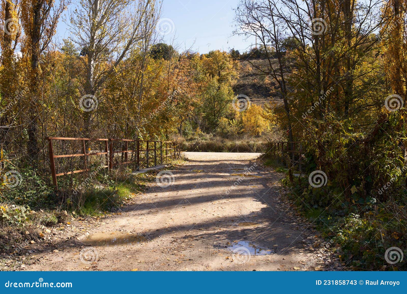 Dirt Road with Trees with Autumn Colors Stock Image - Image of light ...