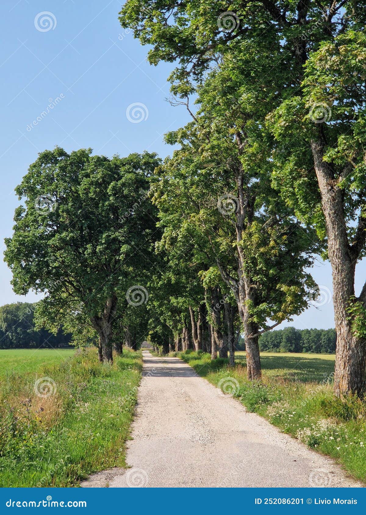 Dirt Road with Trees Side by Side Stock Image - Image of estonia, road ...
