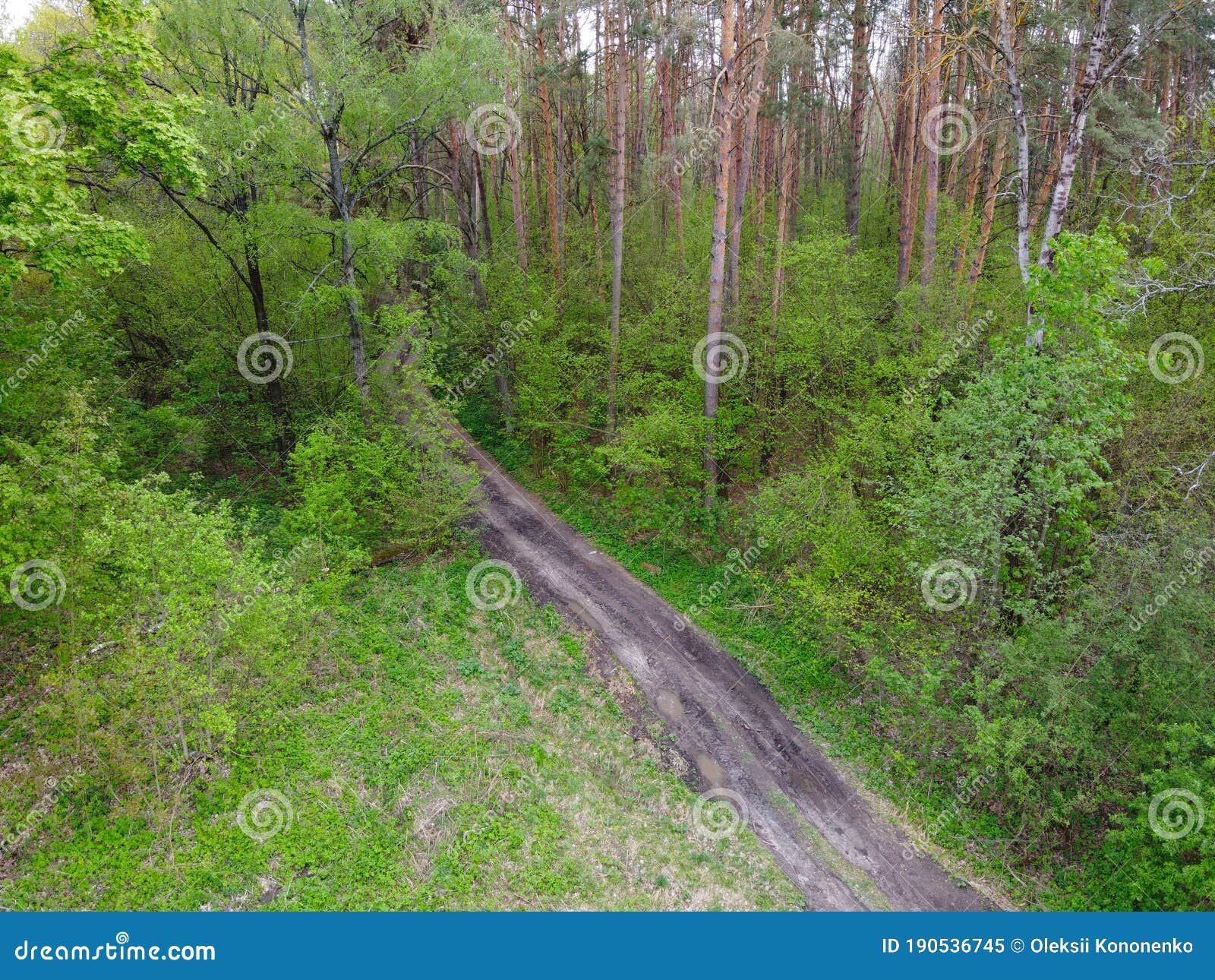Dirt Road among Trees in Spring Forest, Aerial View Stock Image - Image ...