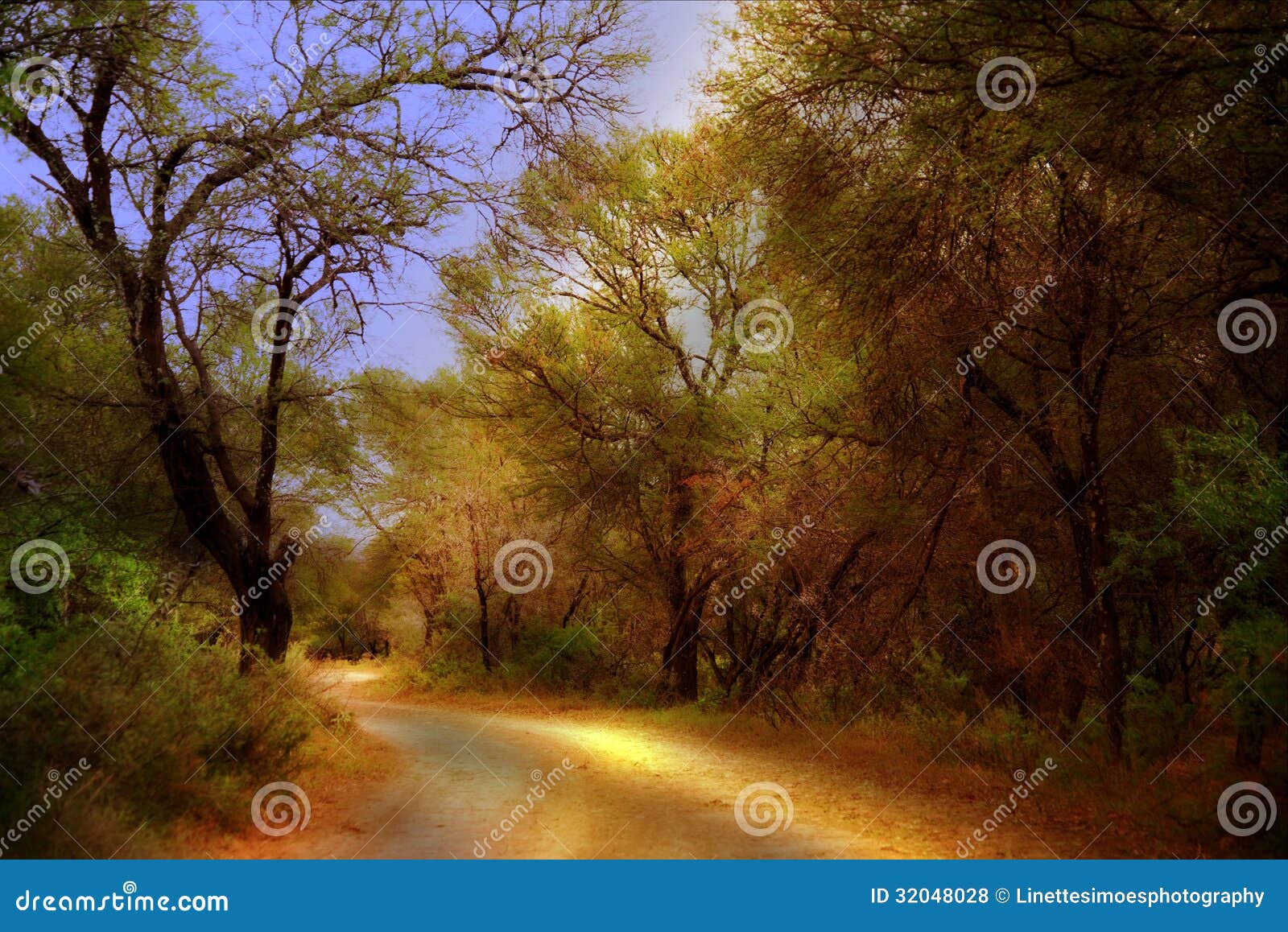 Dirt road through trees stock photo. Image of branches - 32048028