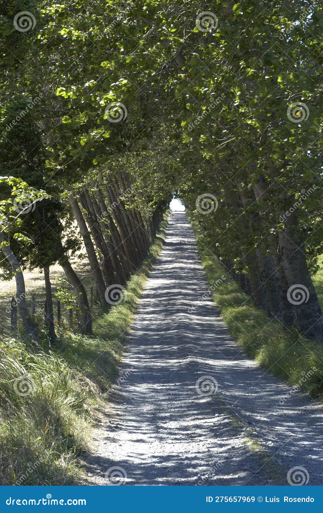 Dirt Road with Tunnel of Trees in Perspective in Spring Stock Image ...
