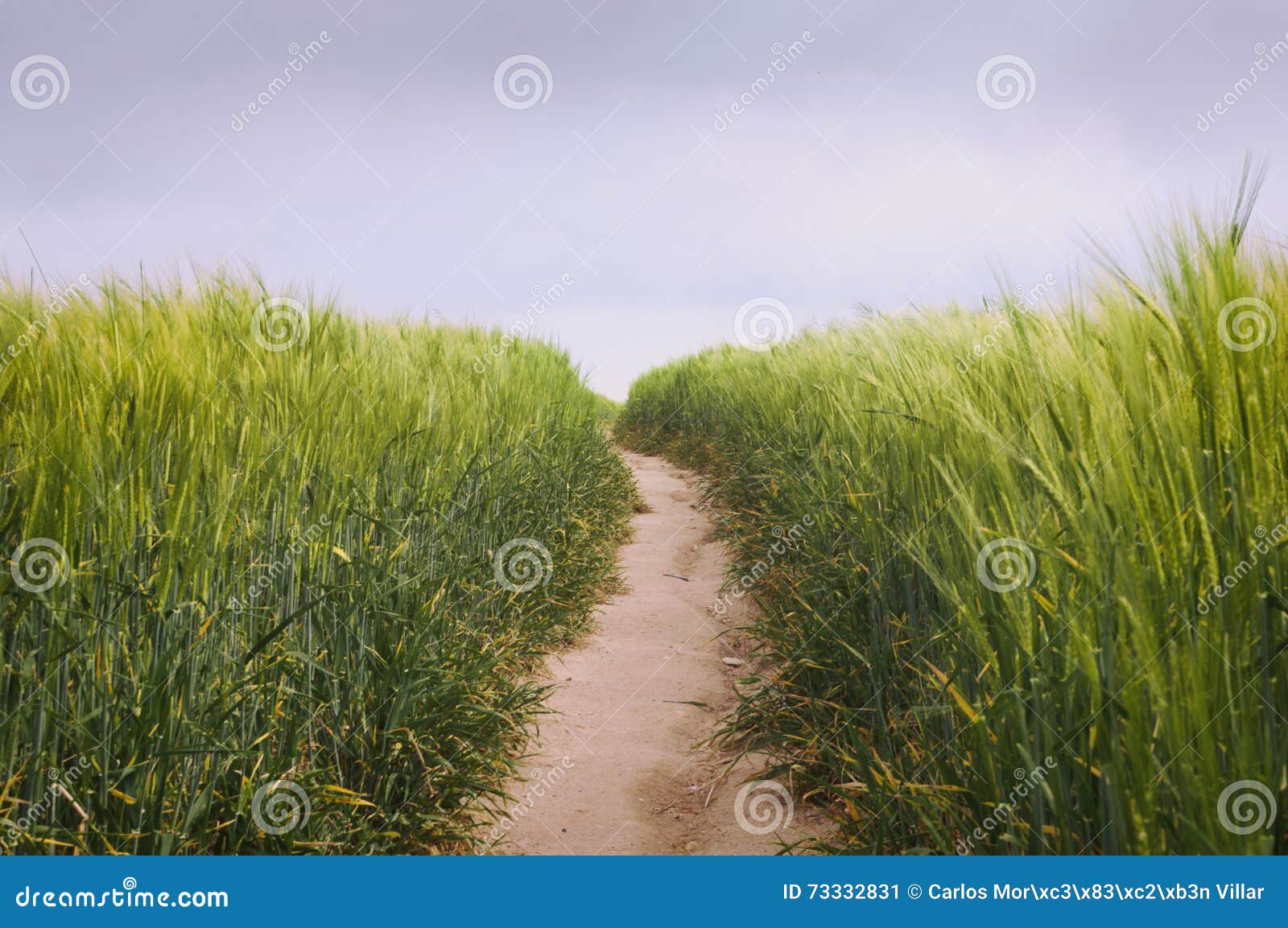Dirt Road in the Wheat Field Spring Landscape - Horizontal Close Stock ...