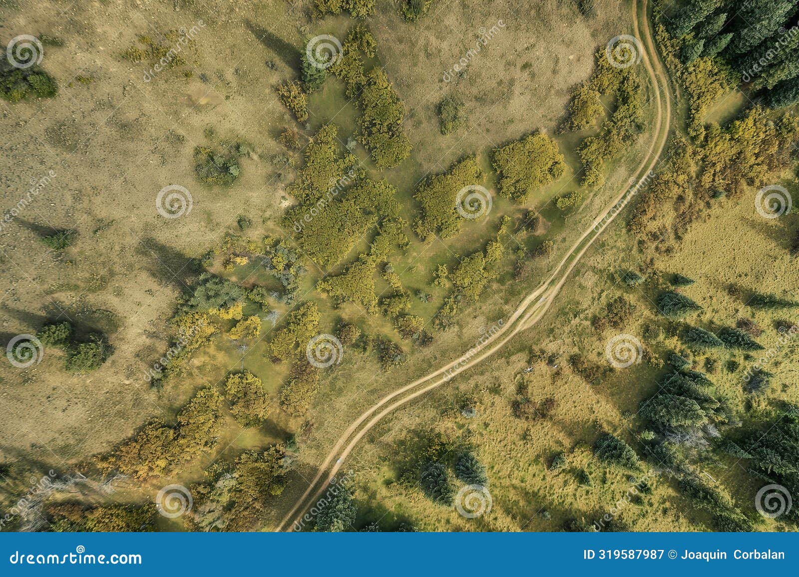 A Dirt Road Winding through a Dense Forest Seen from Above Stock ...