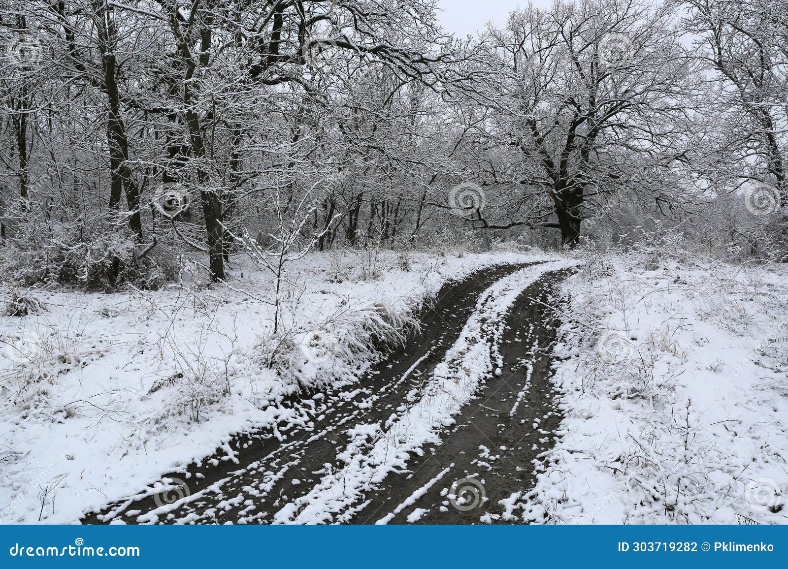Dirt road in winter forest stock photo. Image of wilderness - 303719282
