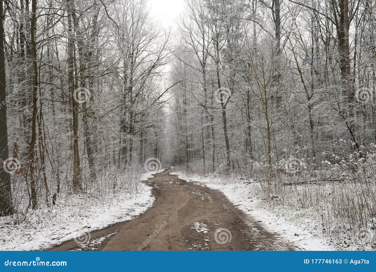 Dirt road in winter forest stock image. Image of public - 177746163