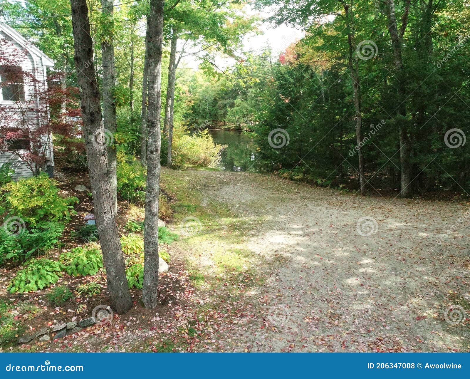 0065_dirt Road through Woods Stock Photo - Image of panorama, deciduous ...