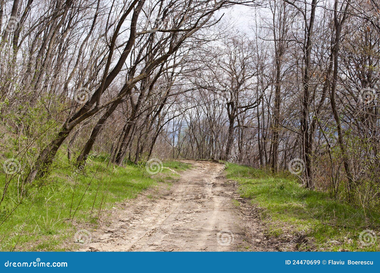 Dirt road in woods stock image. Image of unpaved, spring - 24470699