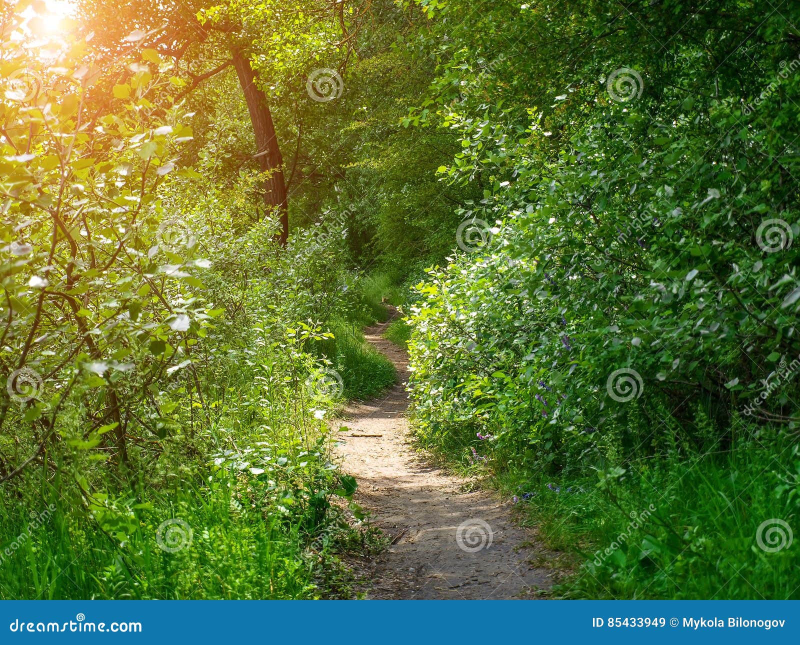 A dirt road in the woods stock image. Image of forest - 85433949