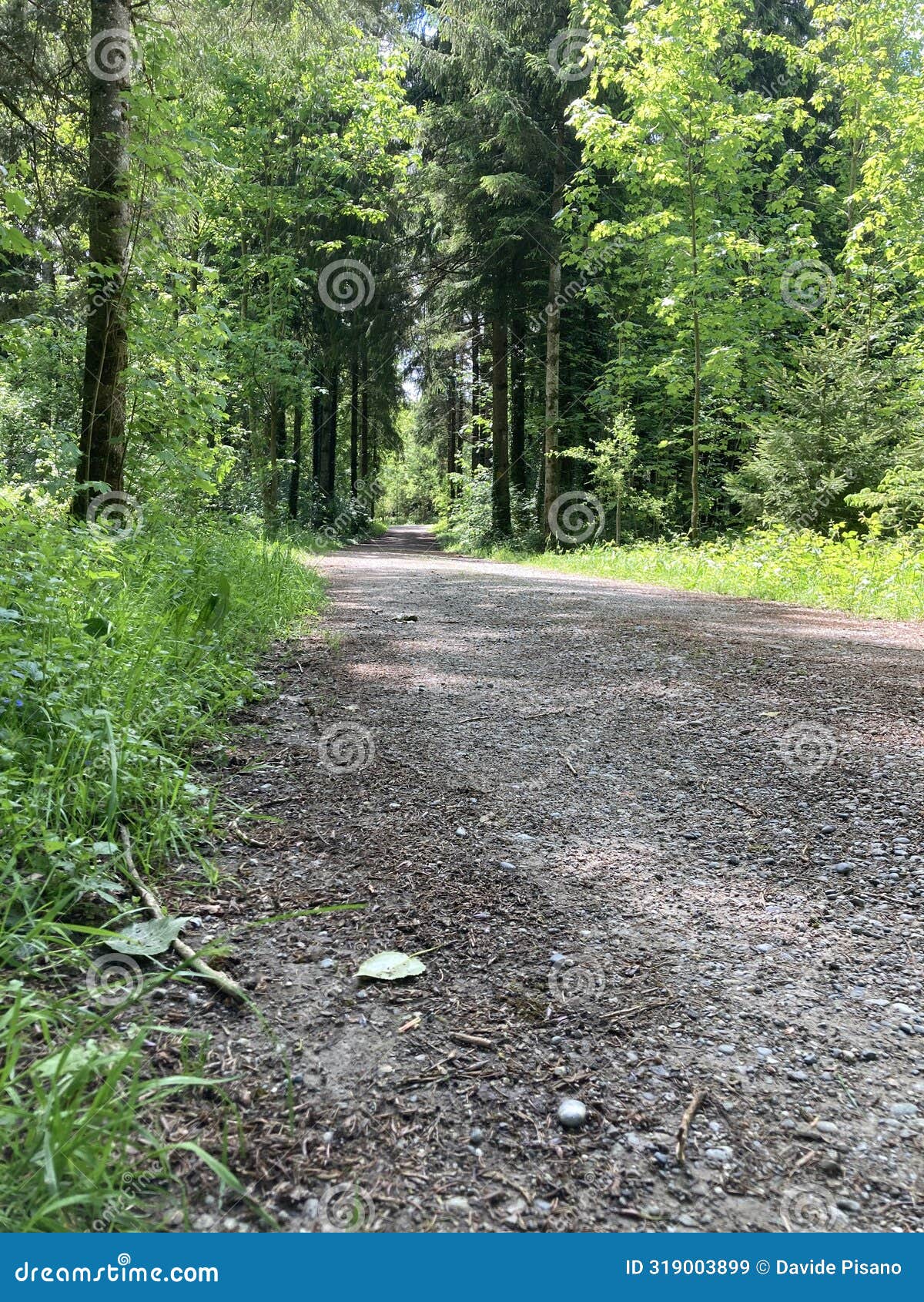 Dirt road in the woods stock image. Image of road, alone - 319003899