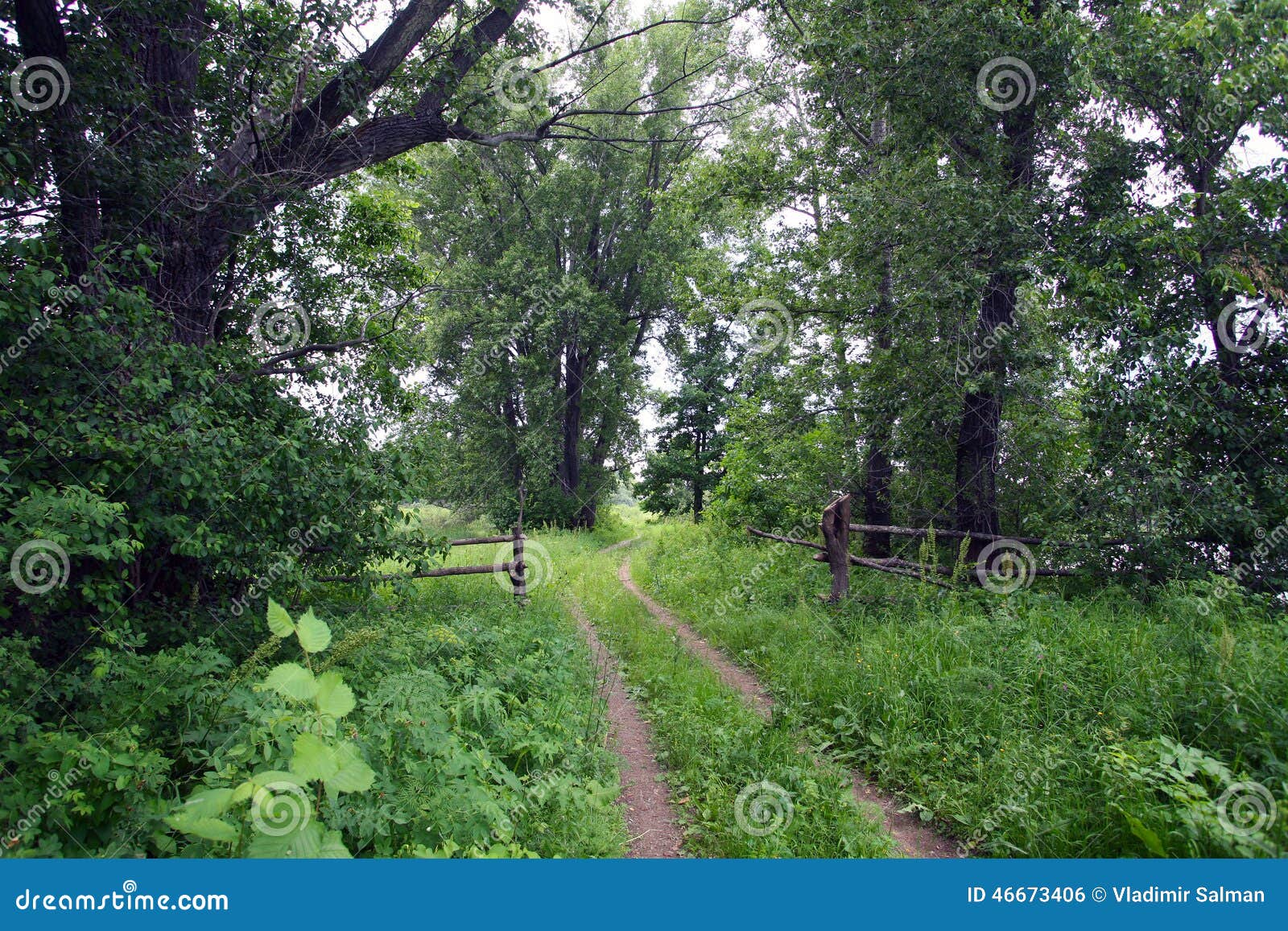 Dirt road in the woods stock photo. Image of nice, fence - 46673406