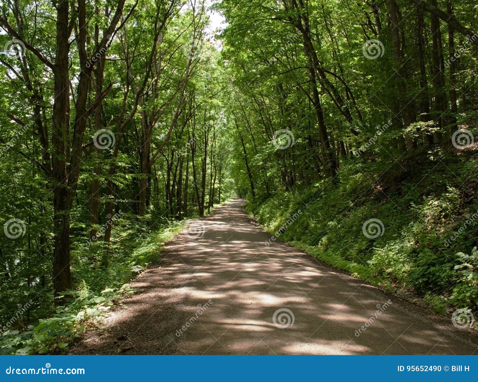 Dirt road in the woods stock photo. Image of green, meadow - 95652490