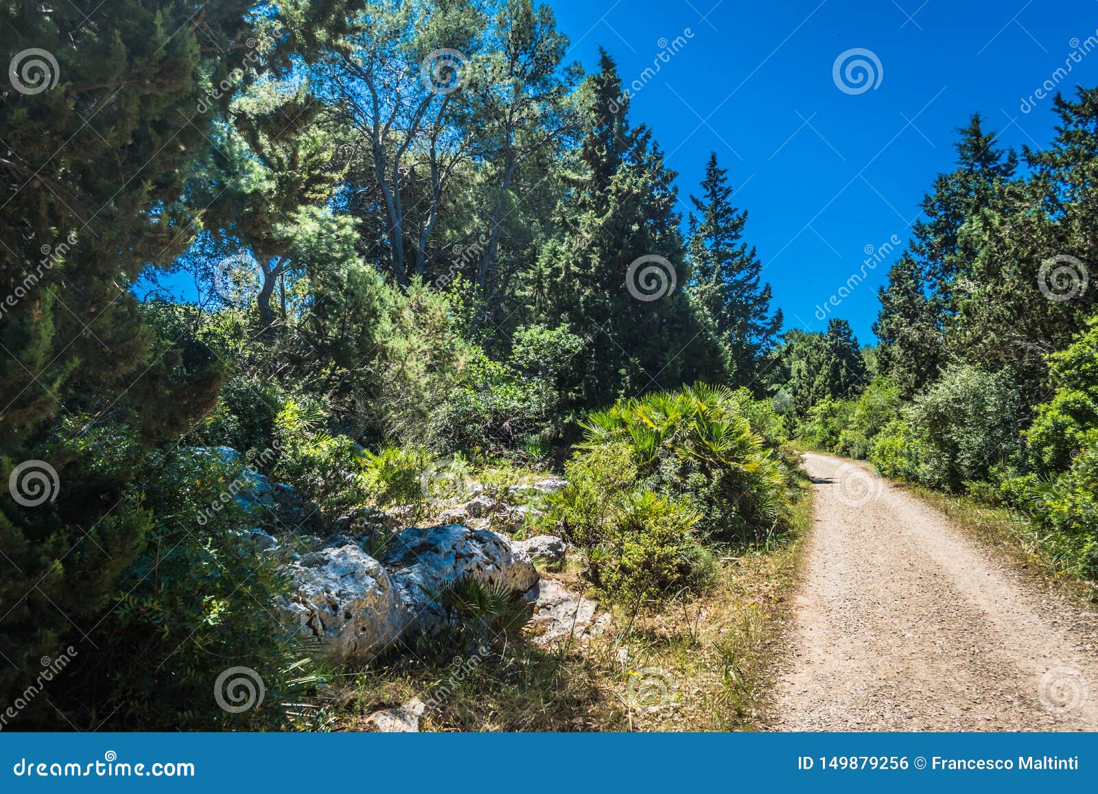 Dirt road in the woods stock photo. Image of rural, scenic - 149879256